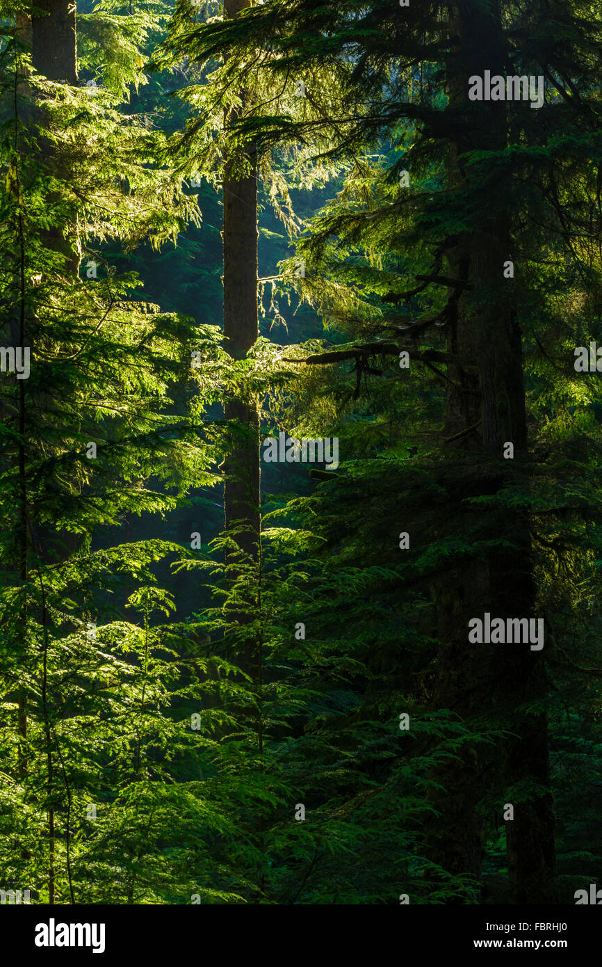 West coast forest, Vancouver Island, Canada Stock Photo - Alamy