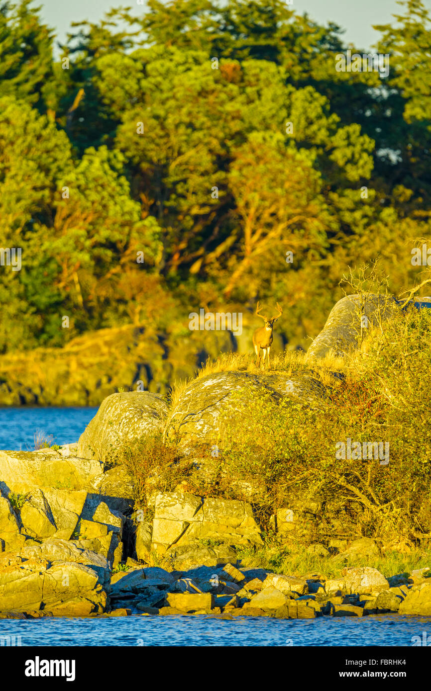Cliff deer hi-res stock photography and images - Alamy