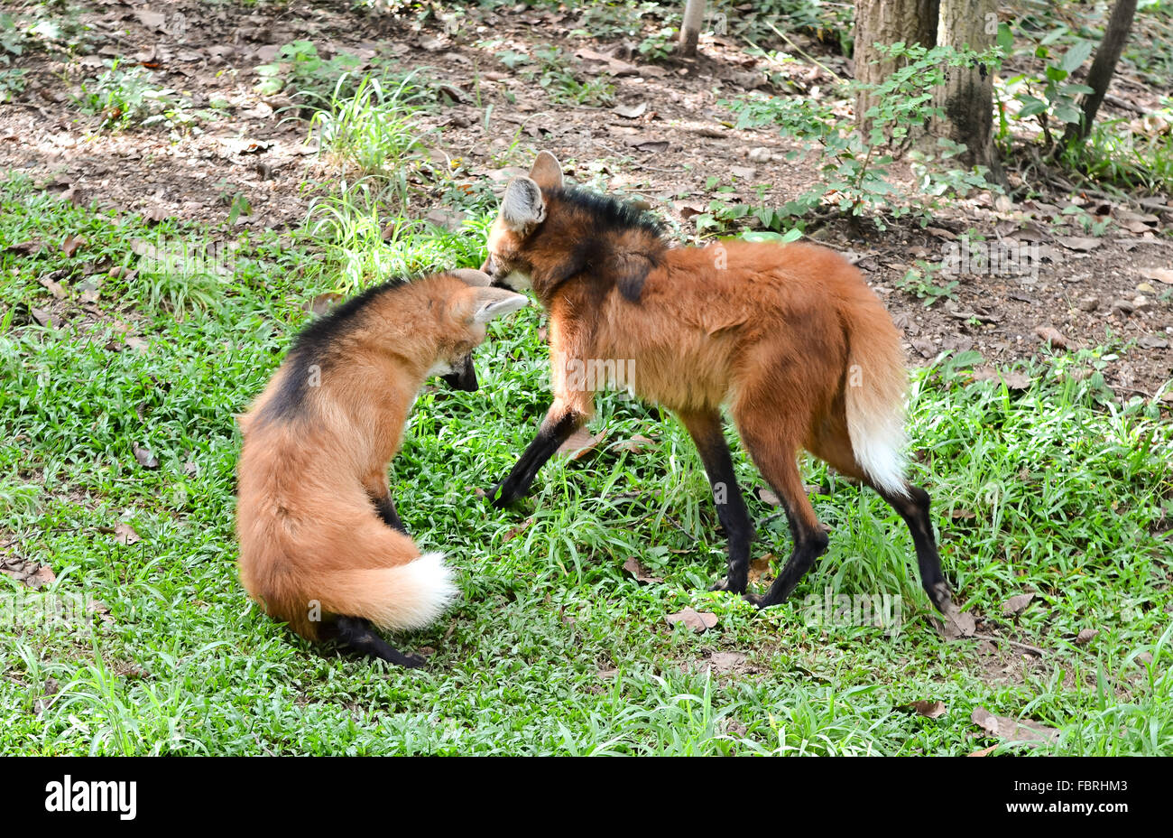 maned wolf stand on grass Stock Photo - Alamy