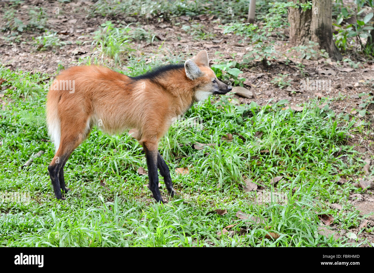 maned wolf stand on grass Stock Photo - Alamy
