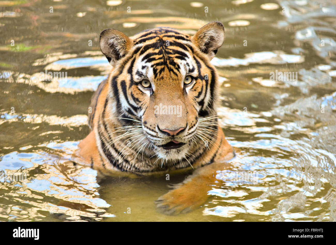 bengal tiger lay down in the river Stock Photo - Alamy