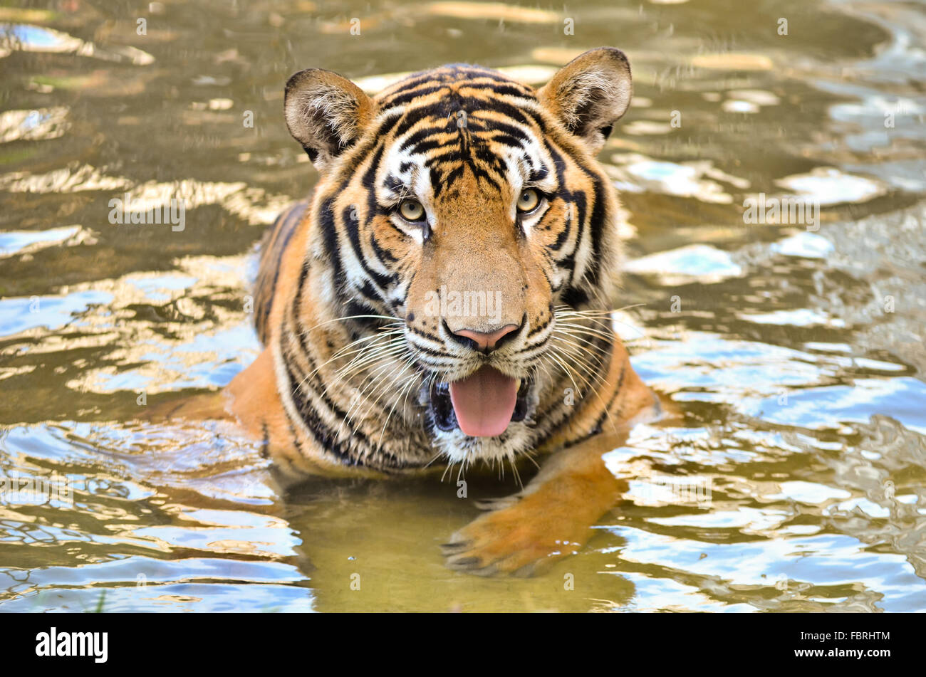 bengal tiger lay down in the river Stock Photo - Alamy