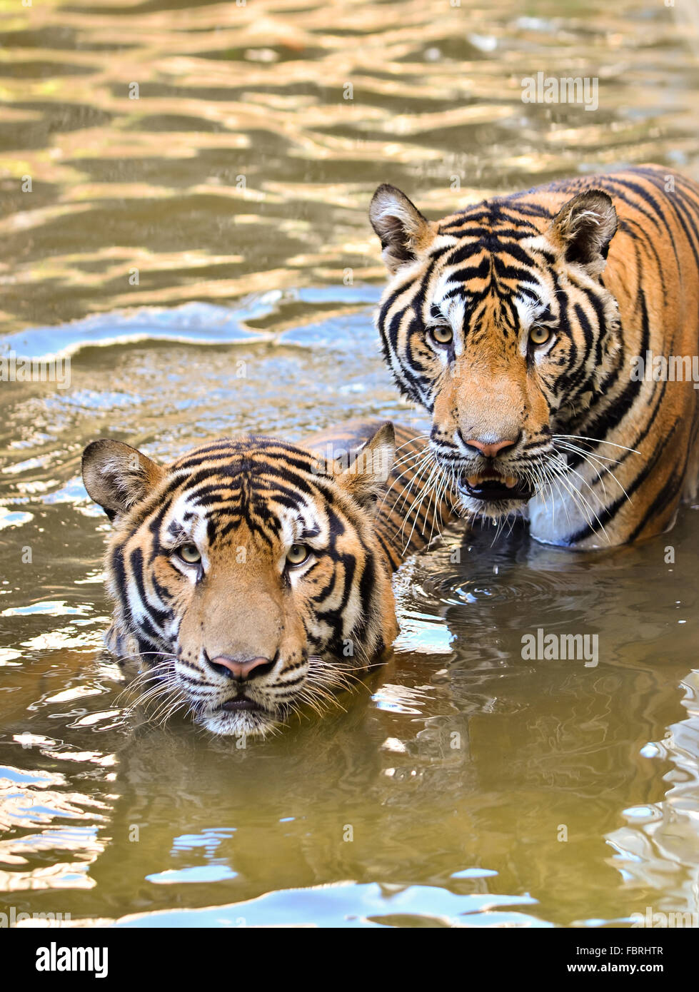 bengal tiger lay down in the river Stock Photo - Alamy