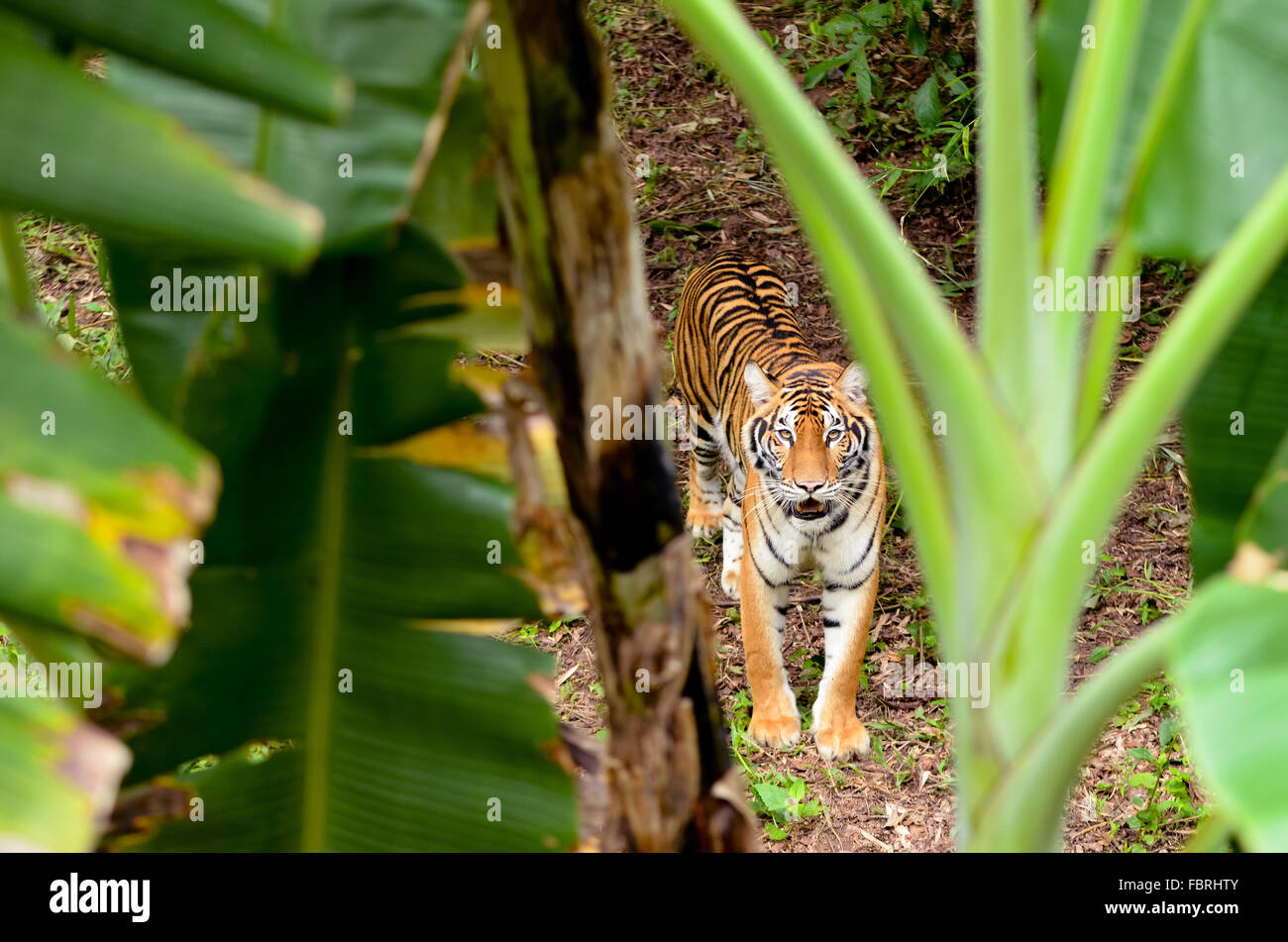 Royal bengal tiger in bush hi-res stock photography and images - Alamy