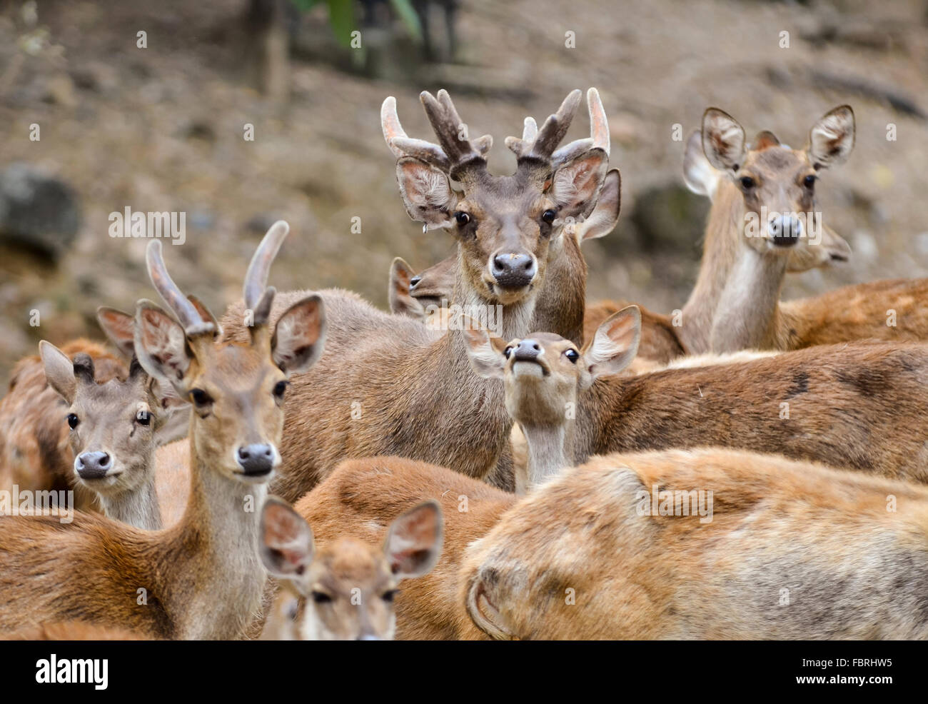 group of male and female rusa deer Stock Photo - Alamy