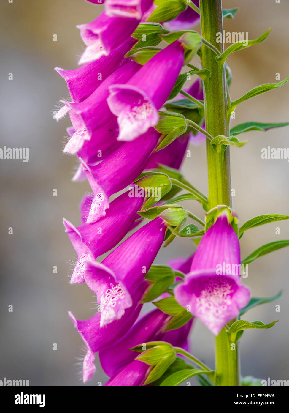 Foxgloves flowers on Vancouver Island Stock Photo - Alamy