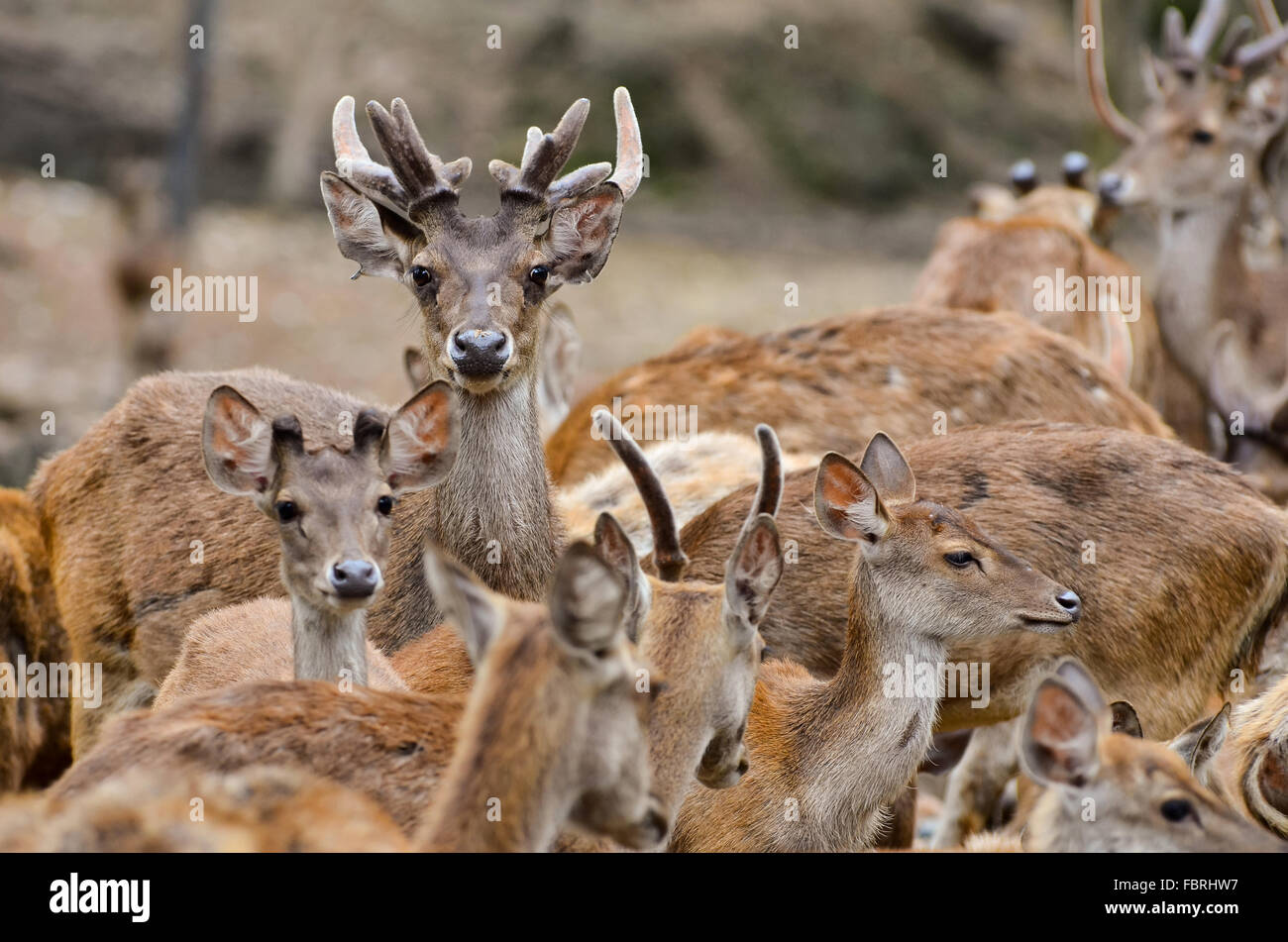 group of male and female rusa deer Stock Photo - Alamy
