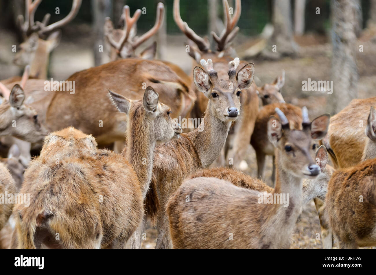 group of male and female rusa deer Stock Photo - Alamy