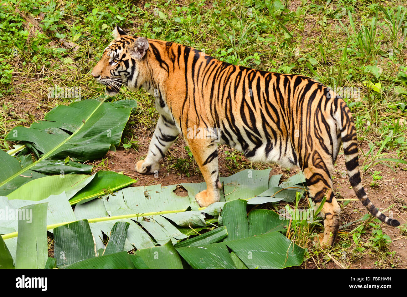 bengal tiger in forest Stock Photo - Alamy