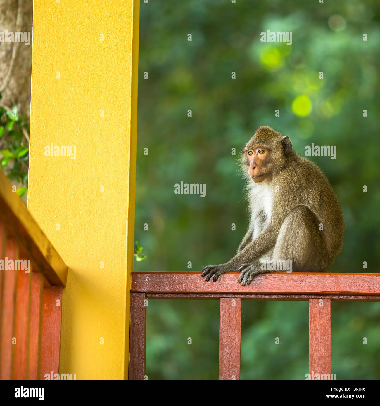 The monkey on the terrace of the house. Southeast Asia Stock Photo - Alamy