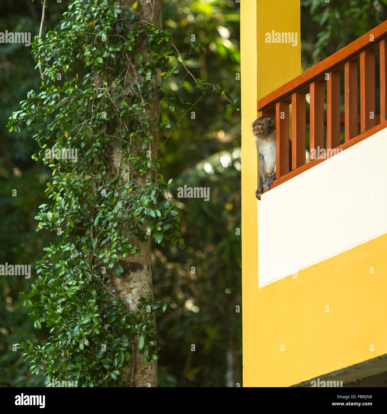 Little monkey on the terrace of the house. Southeast Asia Stock Photo ...
