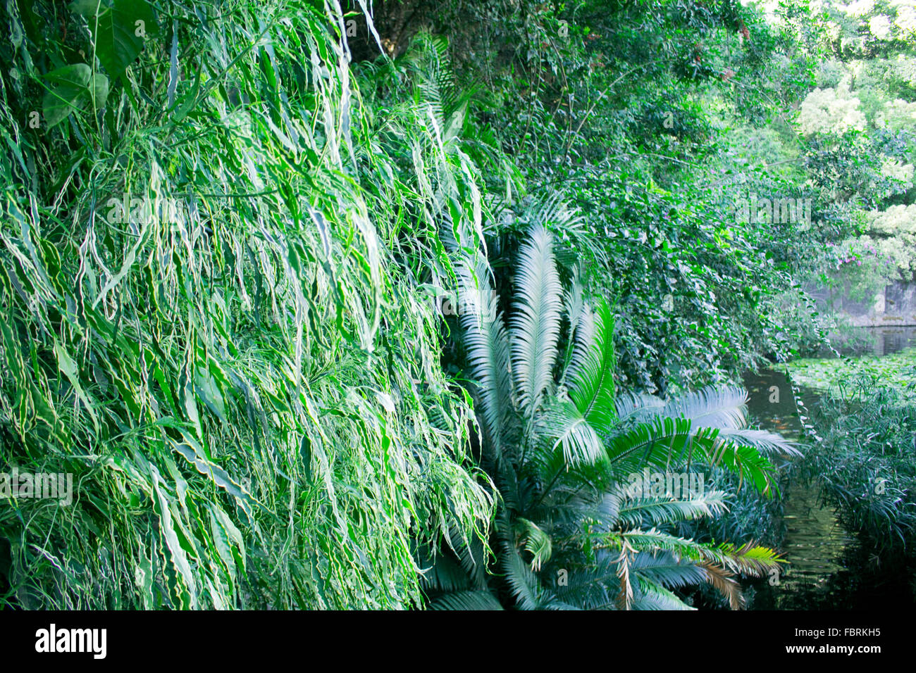 Colocasia esculenta is a tropical plant primarily grown as a root ...