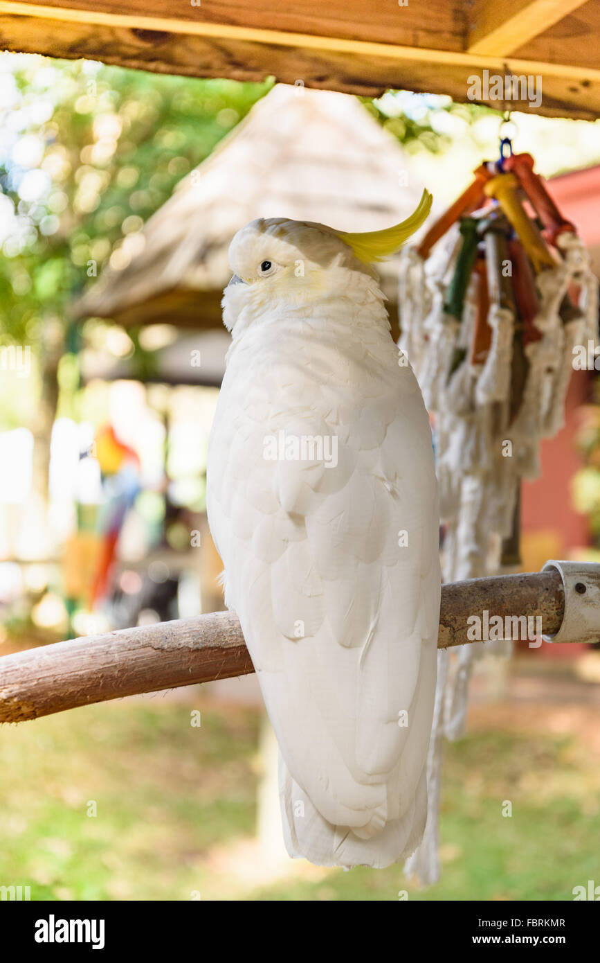 The white Macaw Stock Photo - Alamy