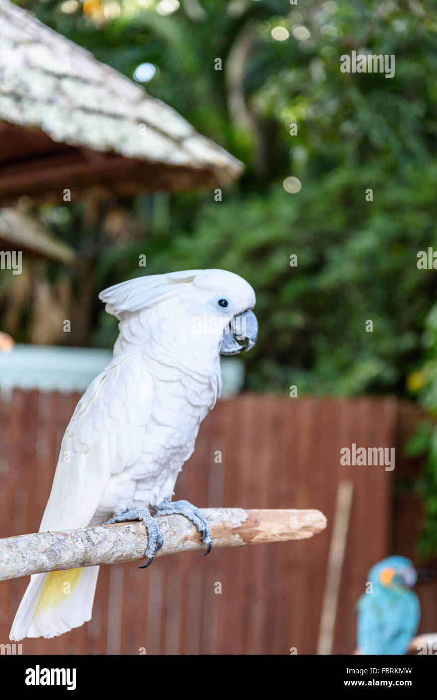 The white Macaw Stock Photo - Alamy