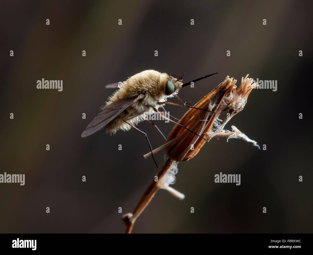 Buzzed hi-res stock photography and images - Alamy