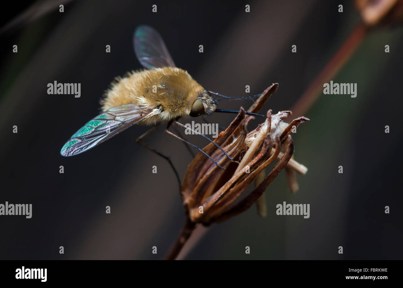 Violet Flies High Resolution Stock Photography and Images - Alamy