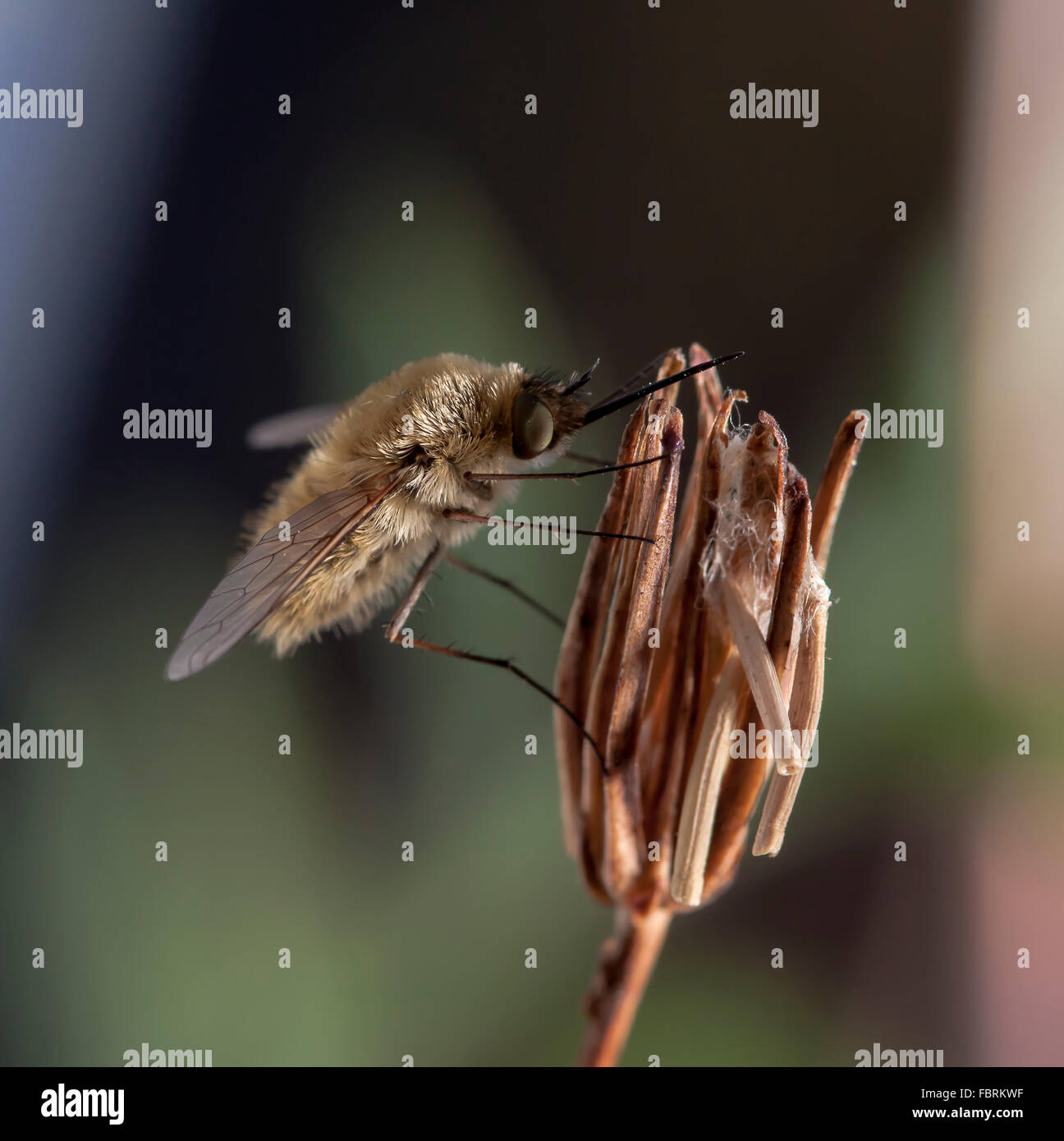 Buzzed hi-res stock photography and images - Alamy