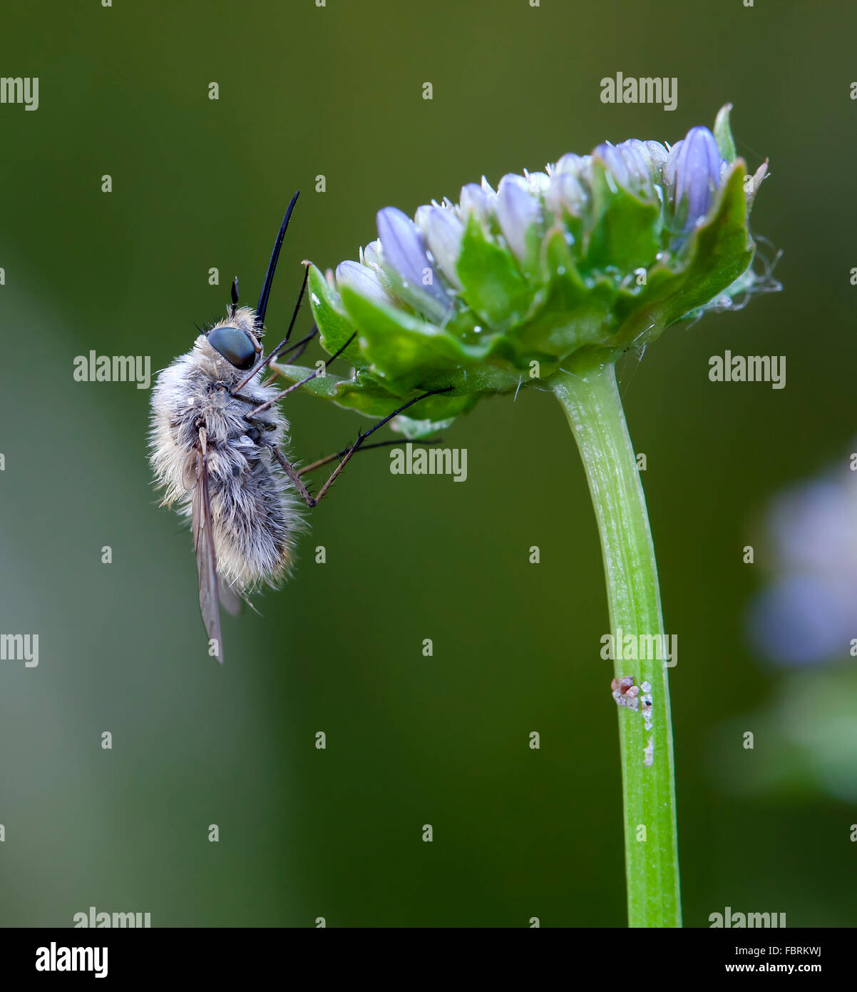 Buzzed hi-res stock photography and images - Alamy