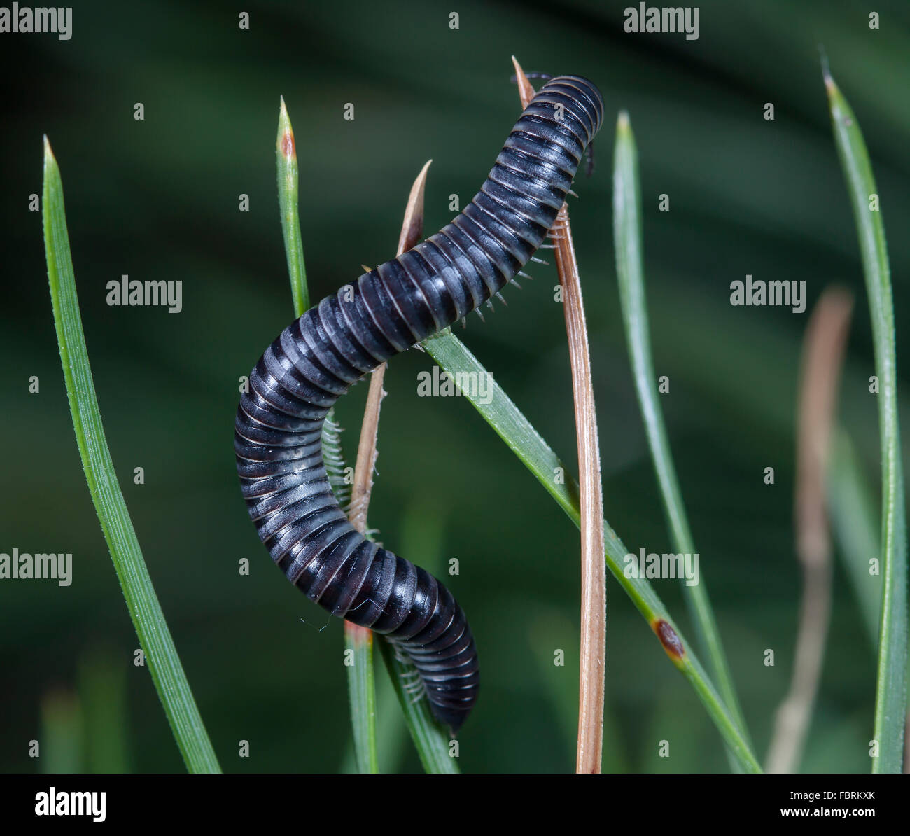 Myriapod hi-res stock photography and images - Alamy