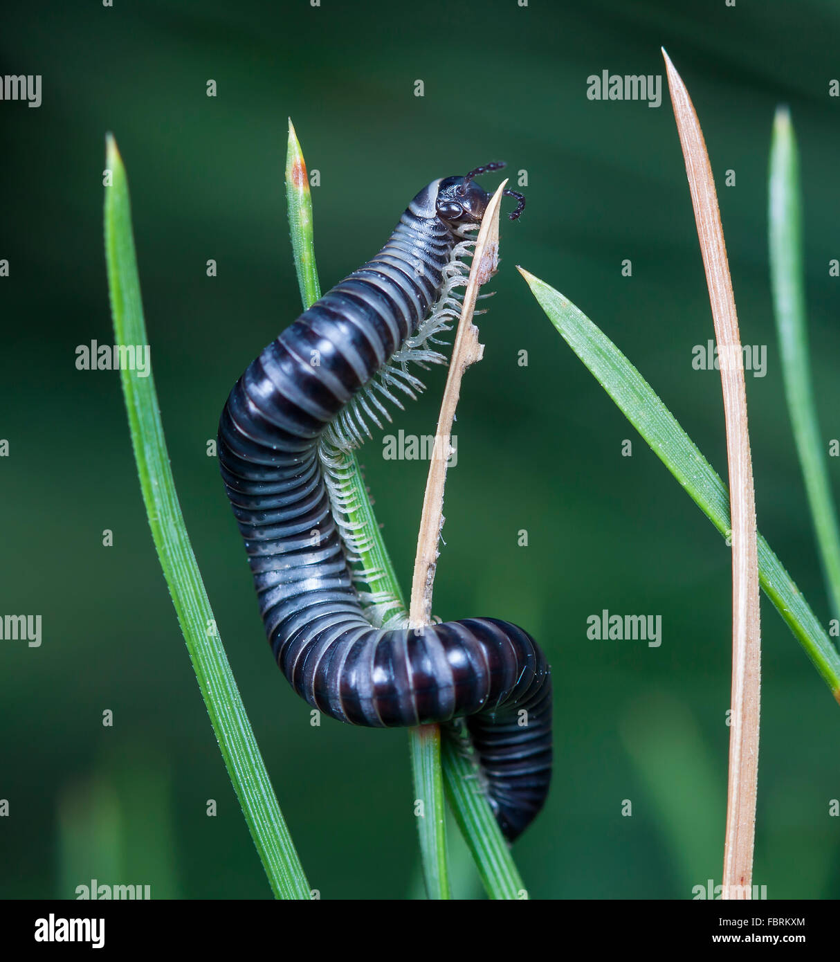 Julidae hi-res stock photography and images - Alamy