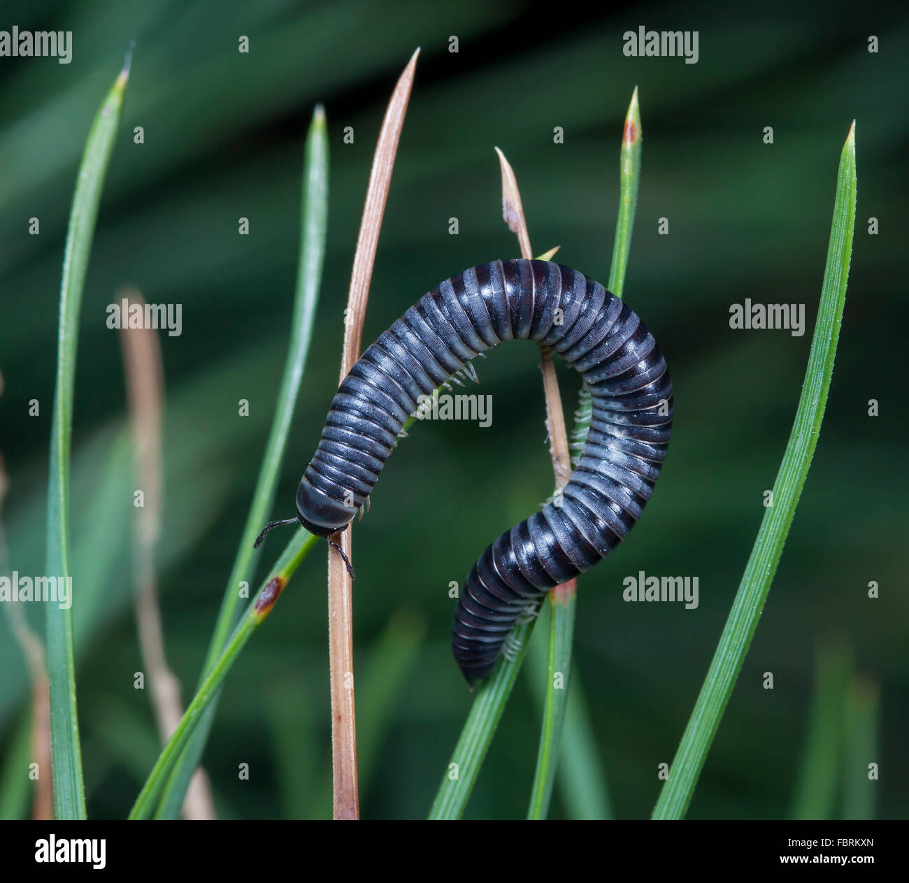 myriapod of Julidae Stock Photo - Alamy