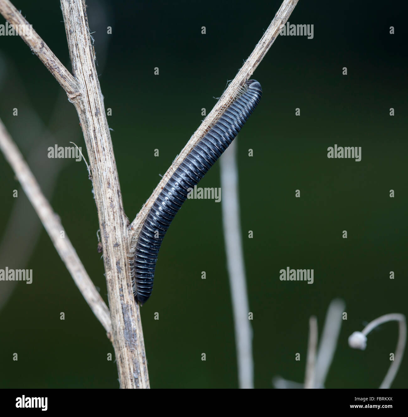Myriapod hi-res stock photography and images - Alamy