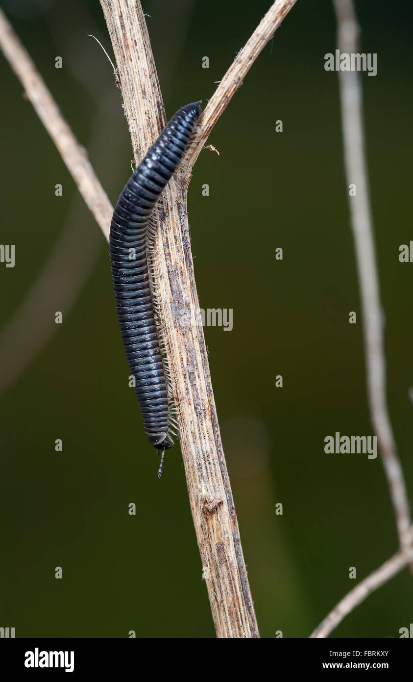 Blue millipede hi-res stock photography and images - Alamy