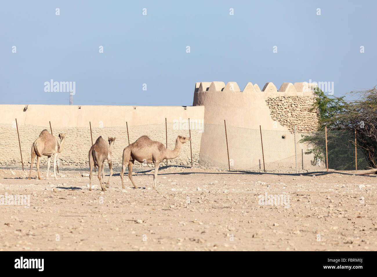 Camel farm in Qatar Stock Photo - Alamy