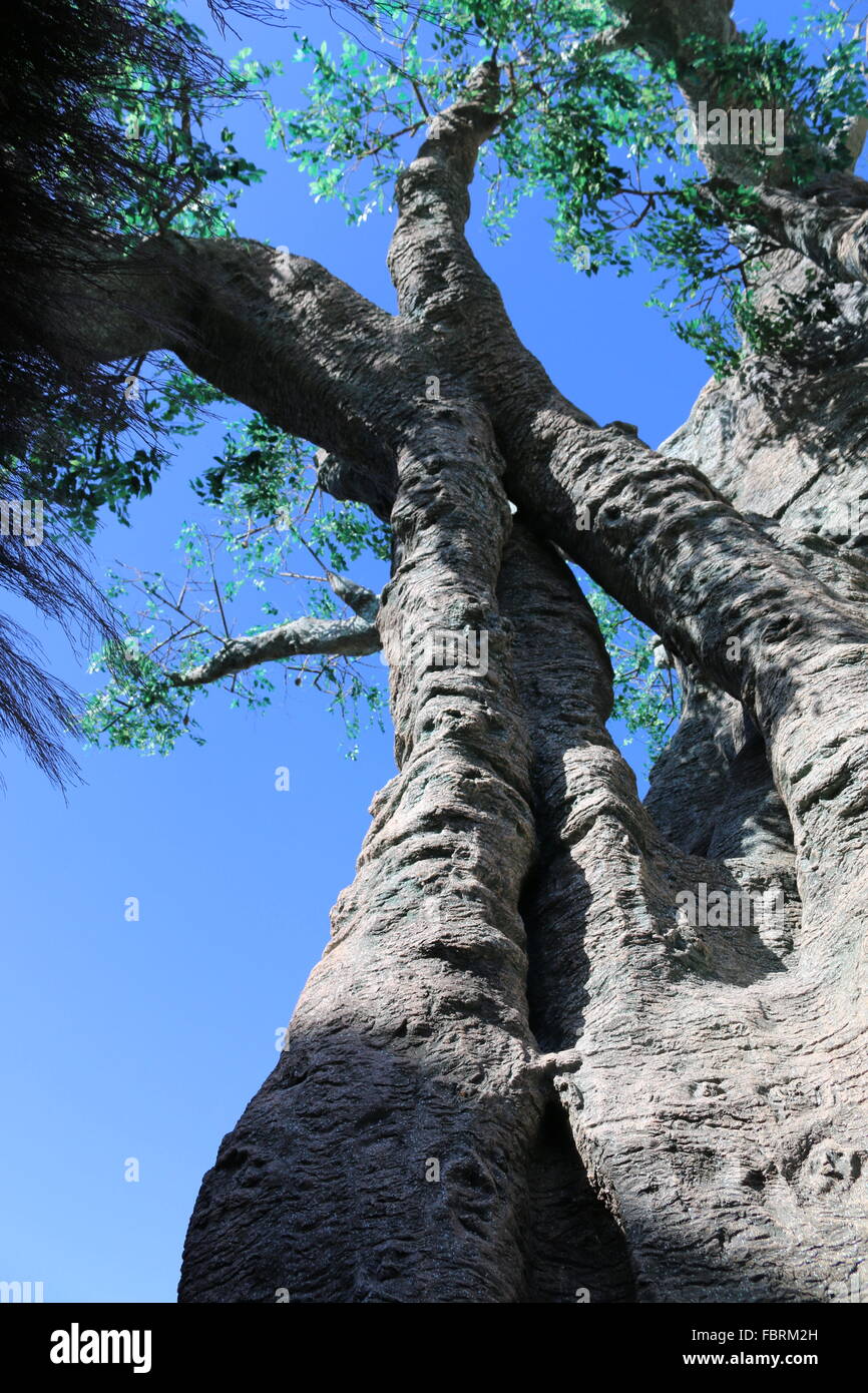 tree and blue sky Stock Photo - Alamy