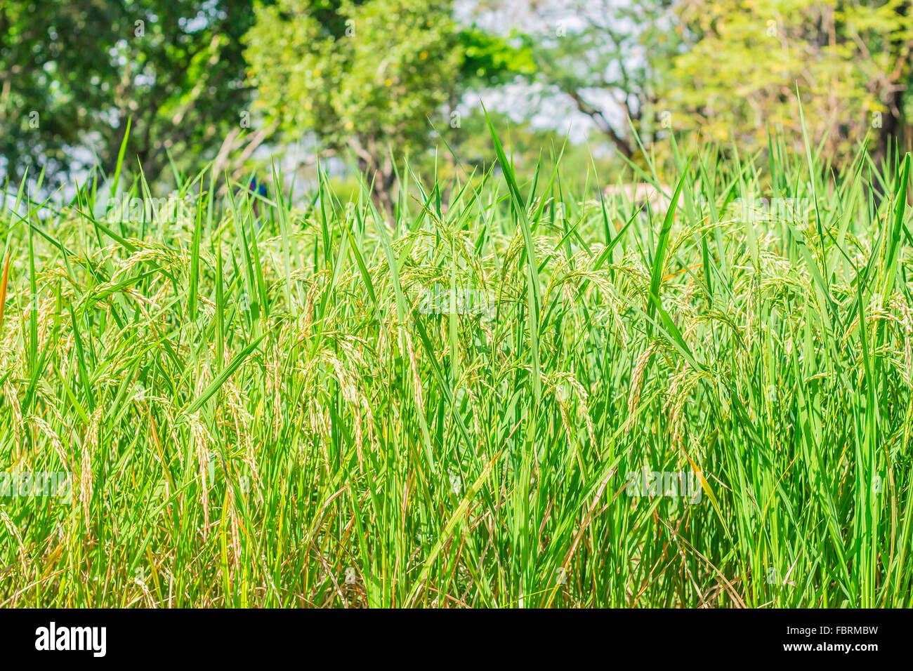 Rice and trees in nature Stock Photo - Alamy