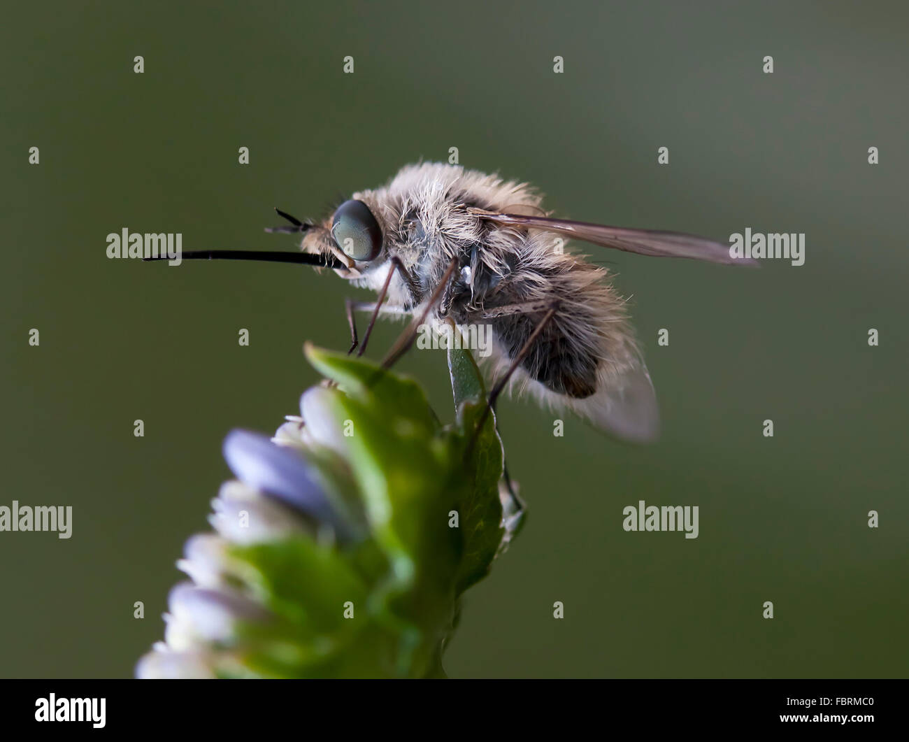 Buzzed hi-res stock photography and images - Alamy