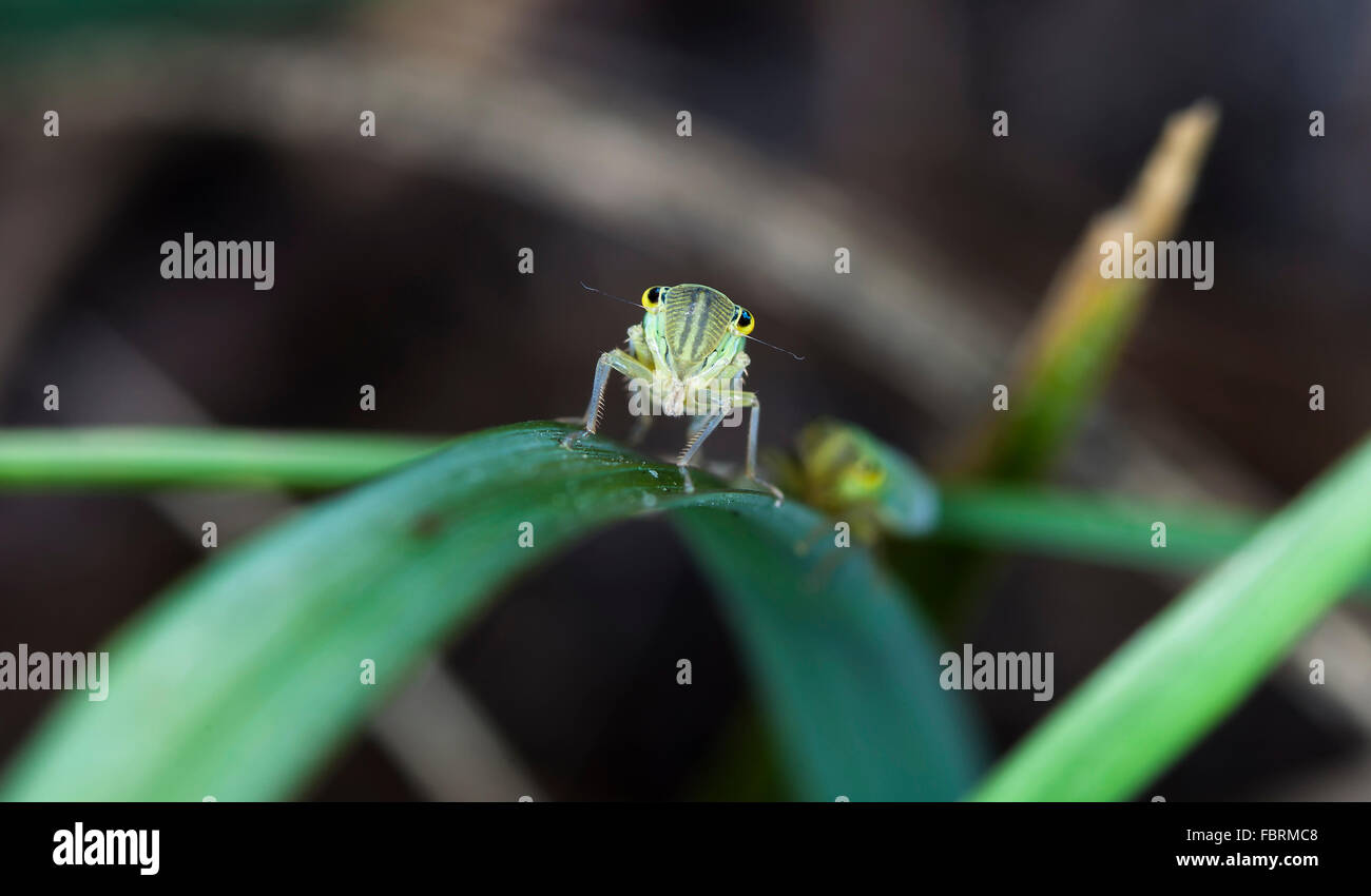 little young cicada Stock Photo - Alamy