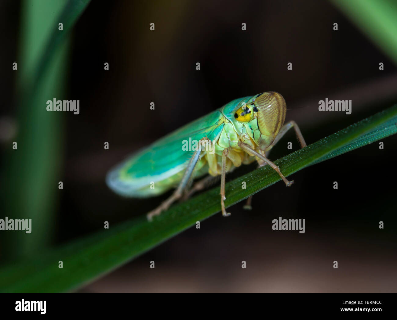 little young cicada Stock Photo - Alamy