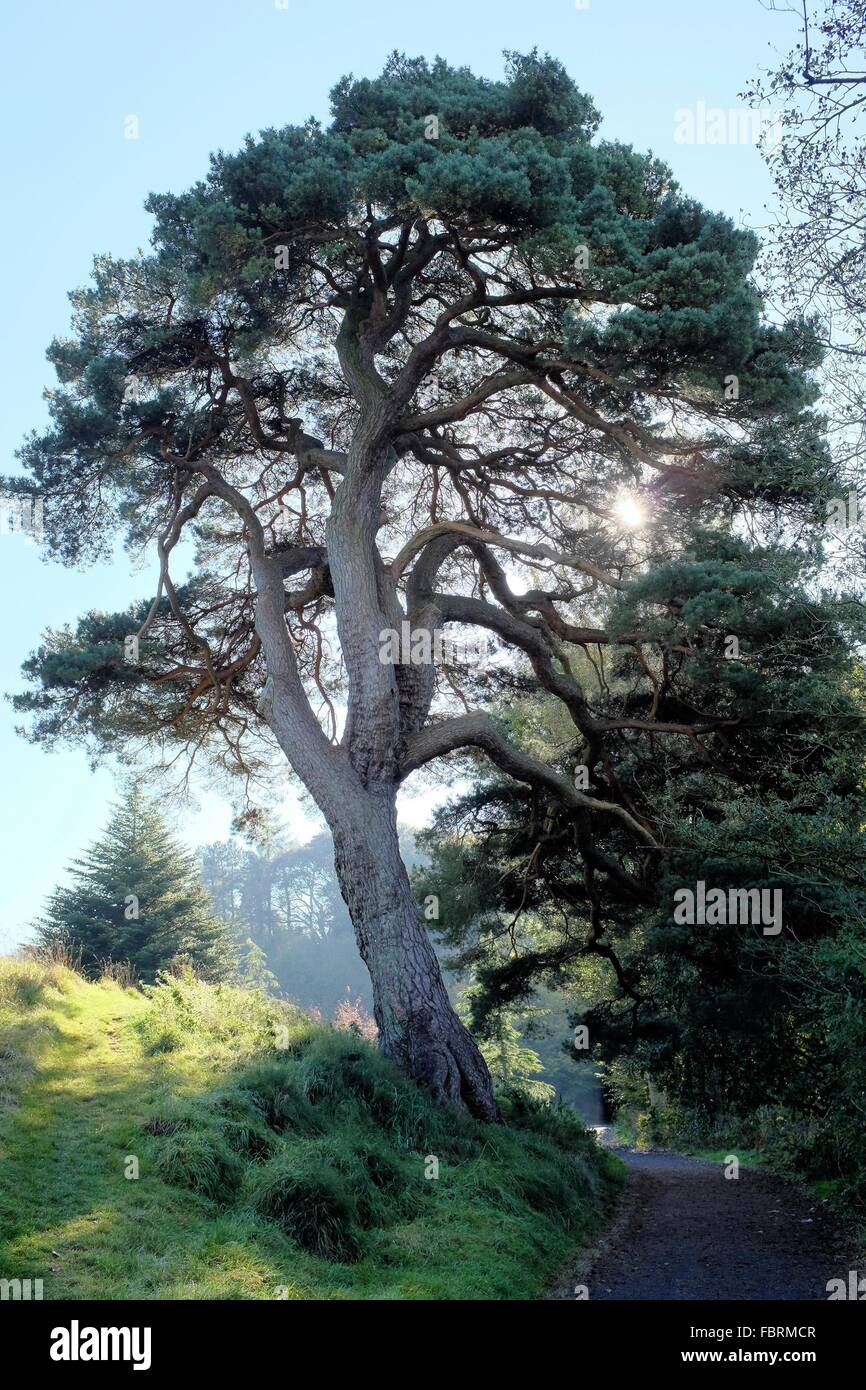 Majestic tree beside a path with Autumn sunlight filtered through its ...