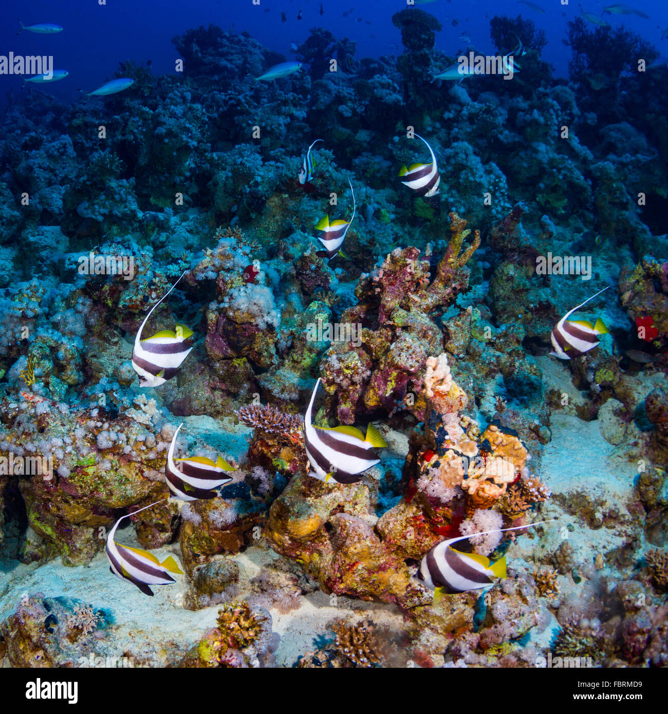 The reefs of the Red Sea Stock Photo - Alamy