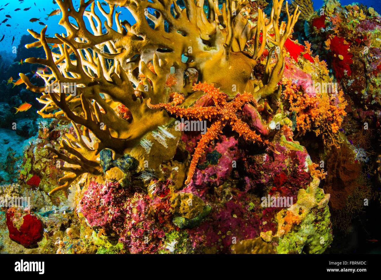 The reefs of the Red Sea Stock Photo - Alamy