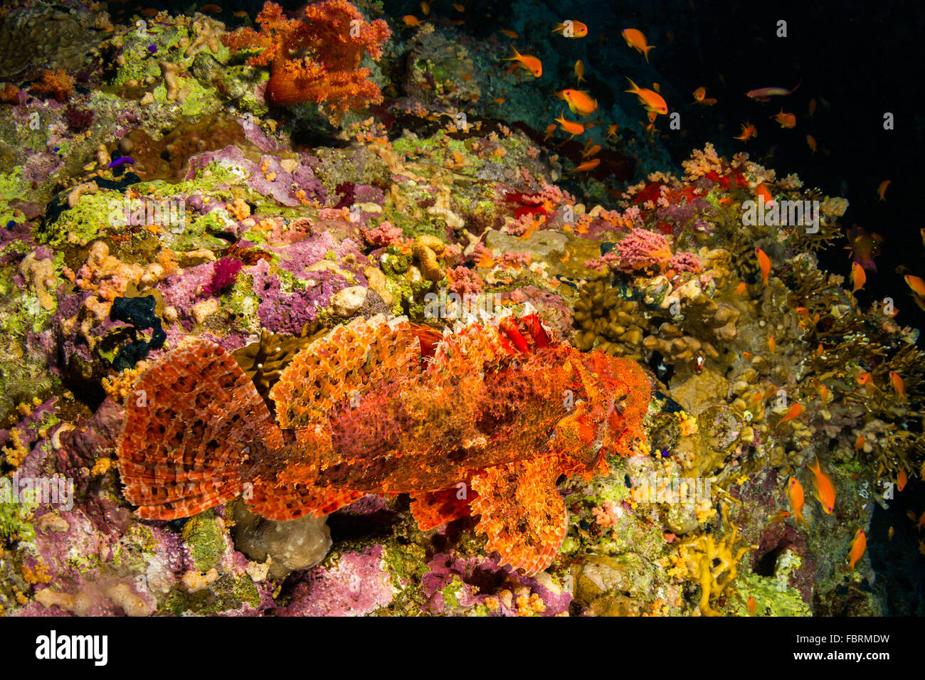 The reefs of the Red Sea Stock Photo - Alamy