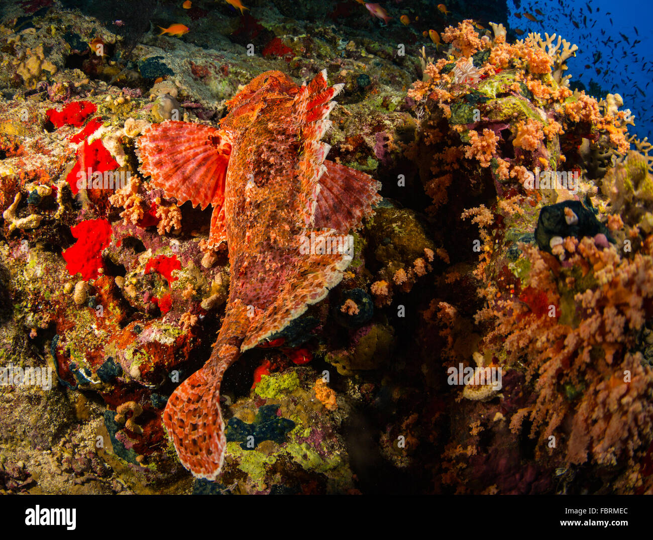The reefs of the Red Sea Stock Photo - Alamy