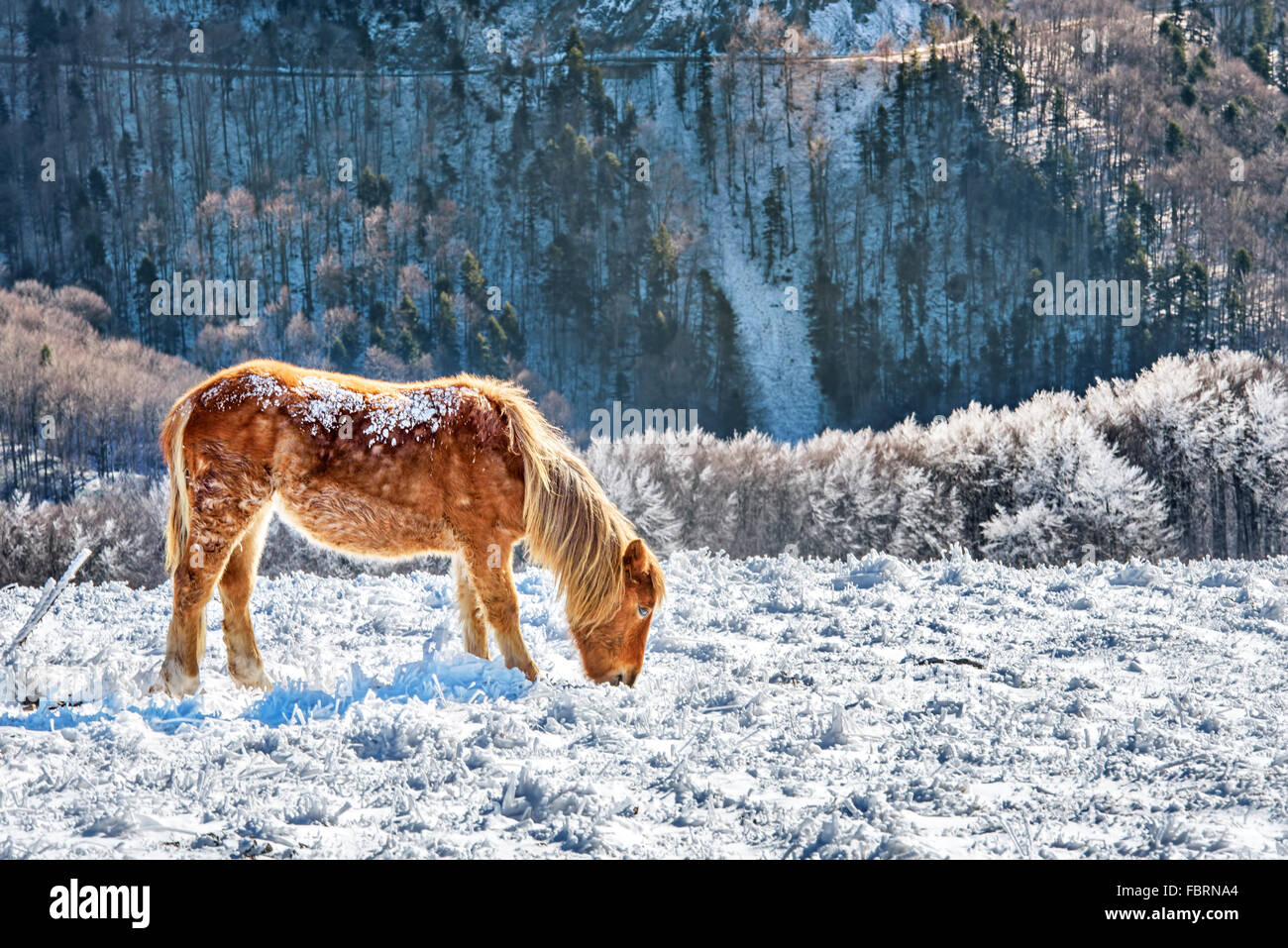 Horse in snow Stock Photo - Alamy