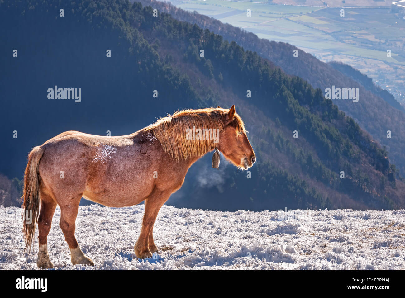 Palomino pony in winter hi-res stock photography and images - Alamy