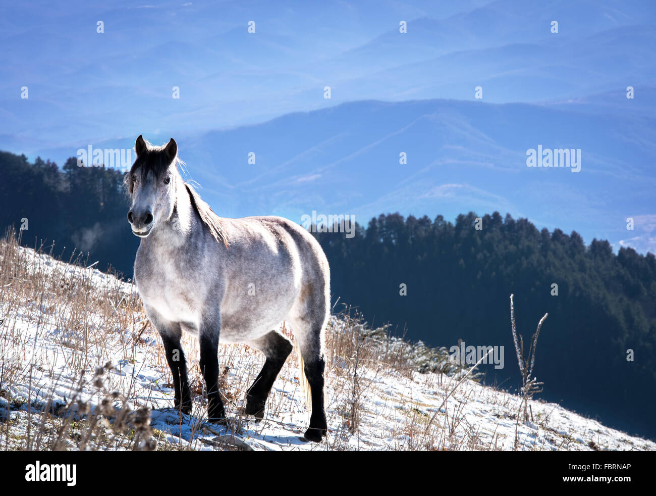 The beautiful white horse Stock Photo - Alamy