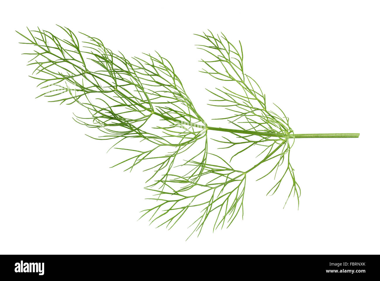 Fresh dill isolated on white background Stock Photo - Alamy