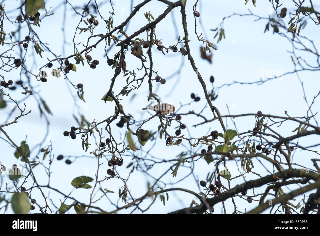 Alder tree seeds hi-res stock photography and images - Alamy
