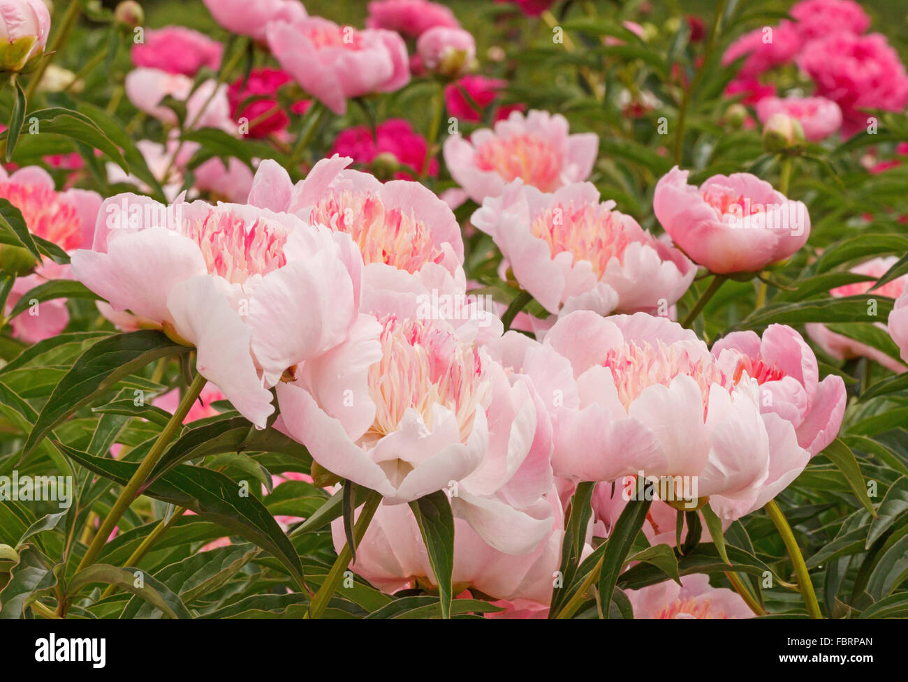pink peony flowers in garden Stock Photo - Alamy