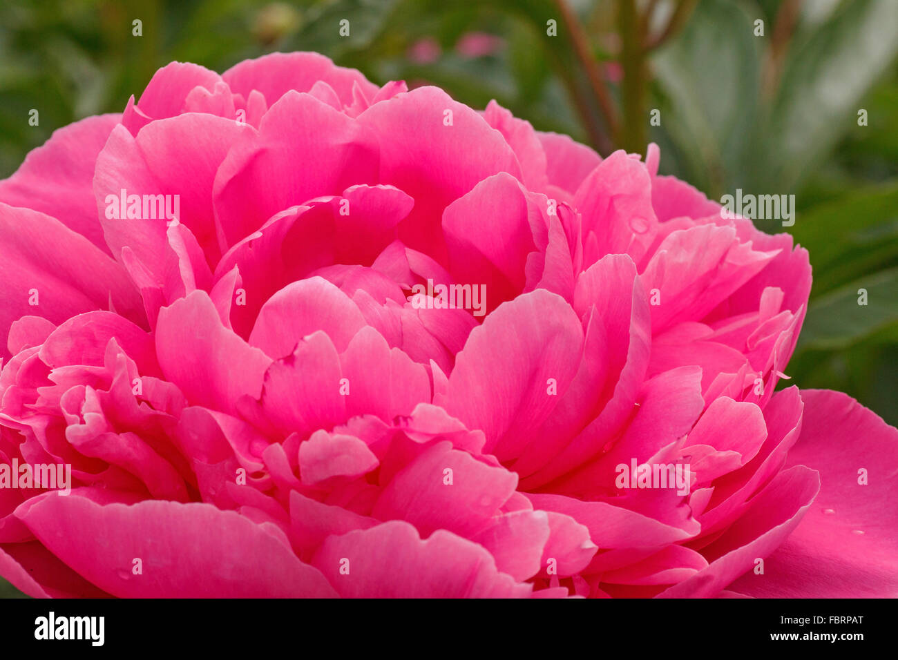 close up of pink peony flower Stock Photo - Alamy