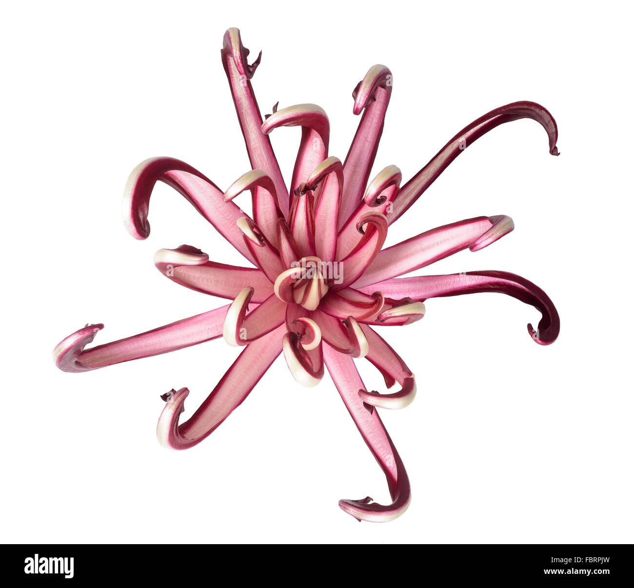 Radicchio, red Treviso chicory isolated on white Stock Photo - Alamy
