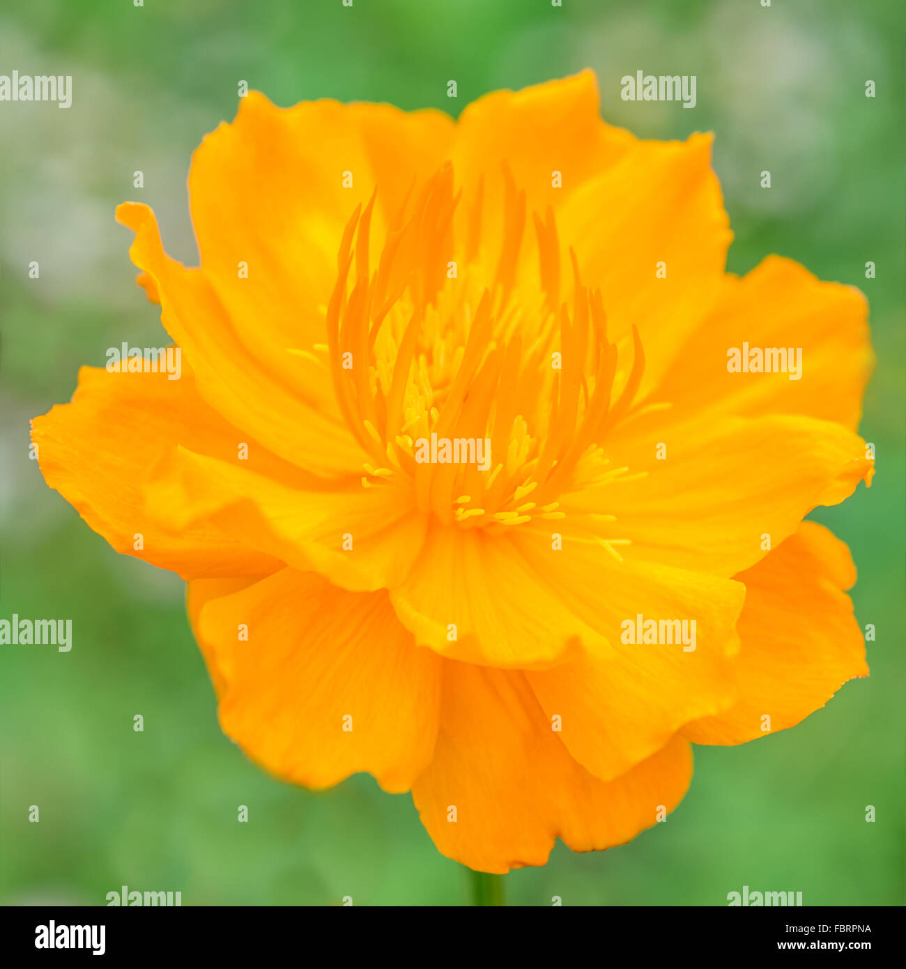 Trollius altaicus hi-res stock photography and images - Alamy