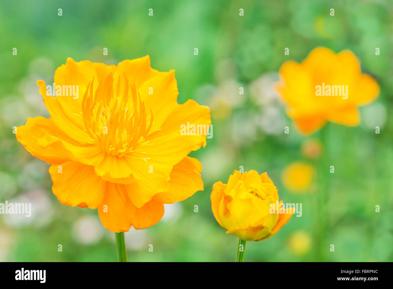 Trollius altaicus hi-res stock photography and images - Alamy