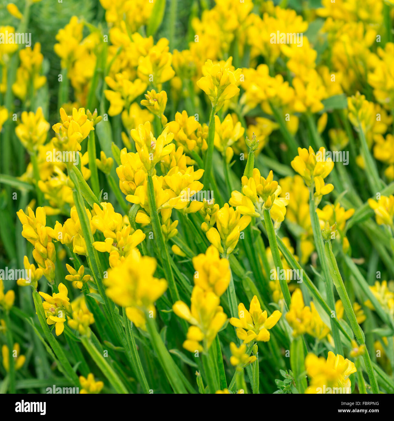 Flowers yellow Genista tinctoria in nature Stock Photo - Alamy