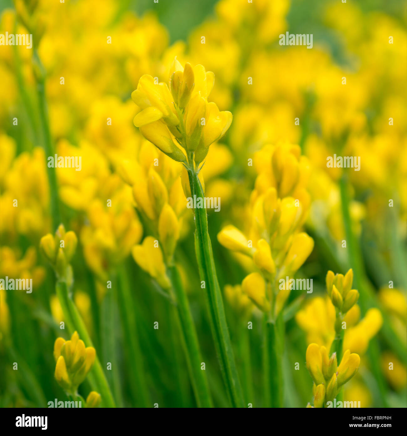 Flowers yellow Genista tinctoria Stock Photo - Alamy